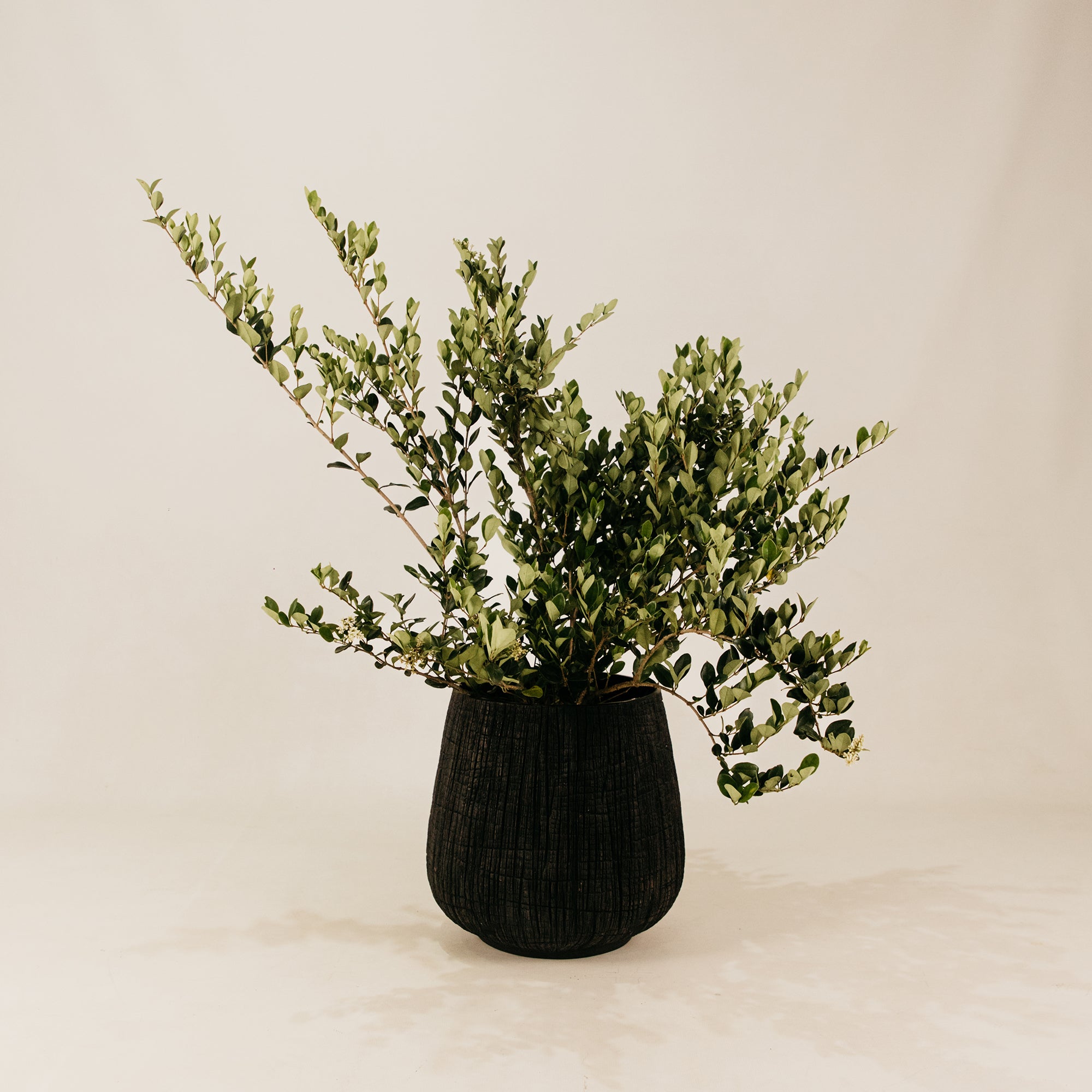 Kifuu Planter – Black – Noha